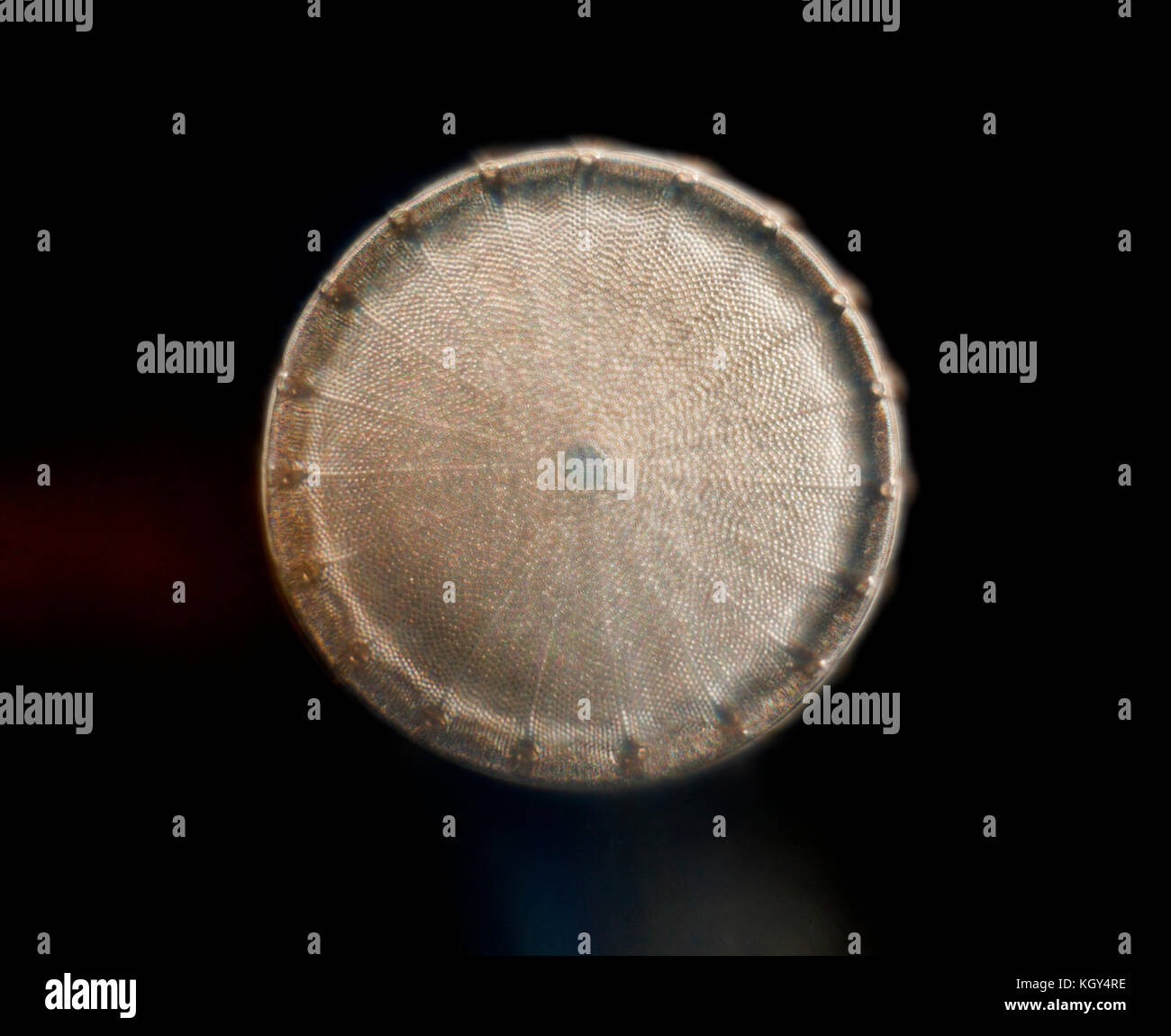 Diatom Aulacodiscus oreganus, darkfield photomicrograph Stock Photo - Alamy