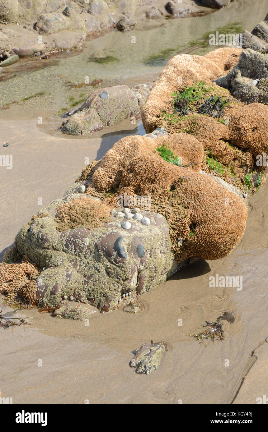 Bude,Coastal Town on the North Devon / Cornwall Border Great Holiday ...