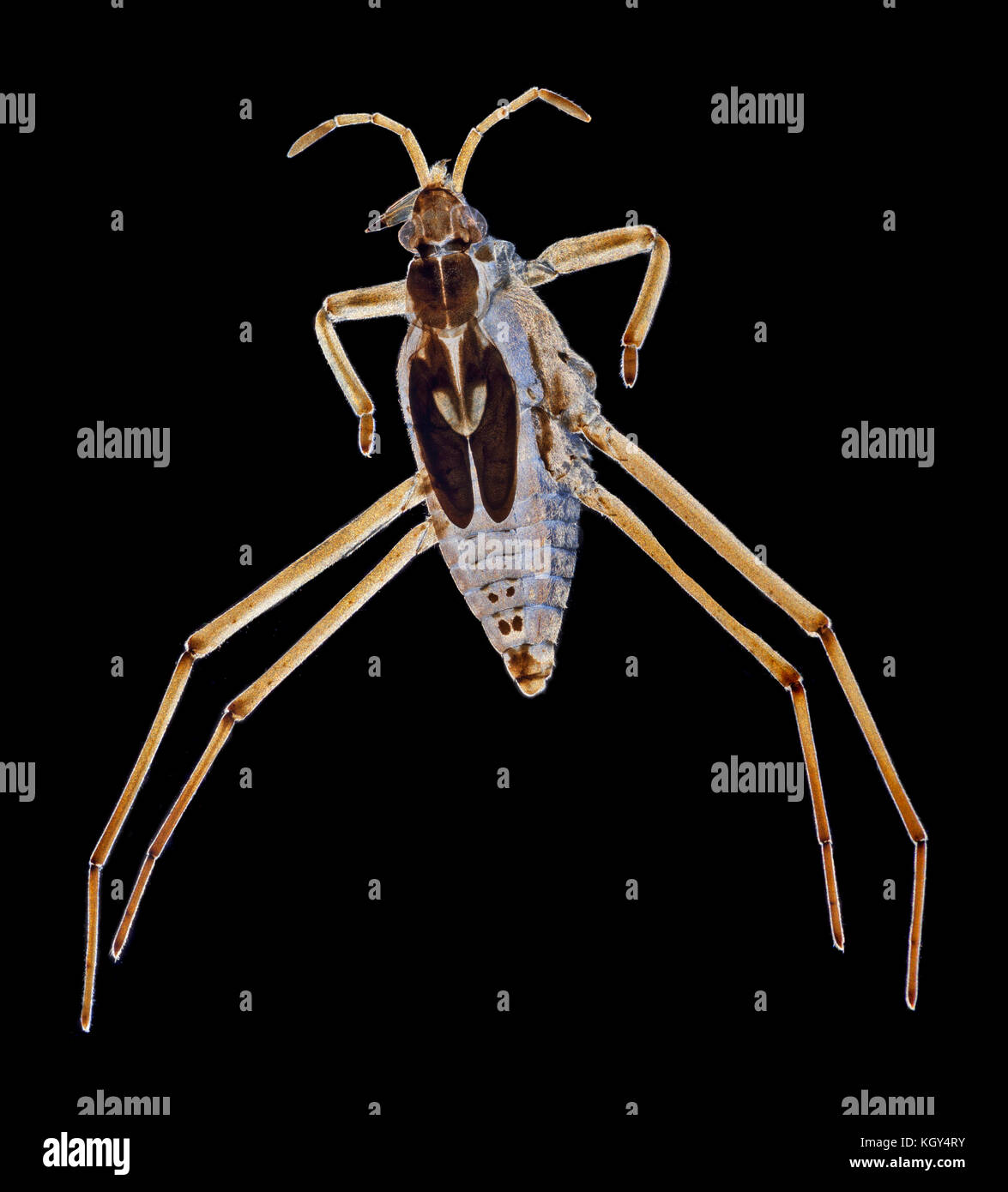 Jesus Bugs High Resolution Stock Photography and Images - Alamy