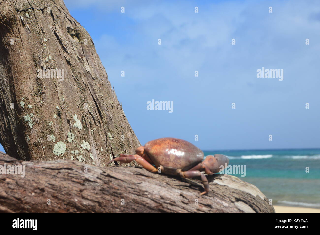 Life in Hawaii Stock Photo - Alamy
