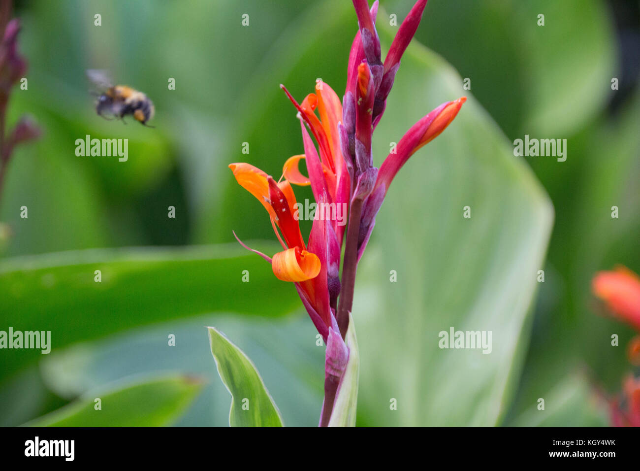 Flower & Bee Stock Photo - Alamy