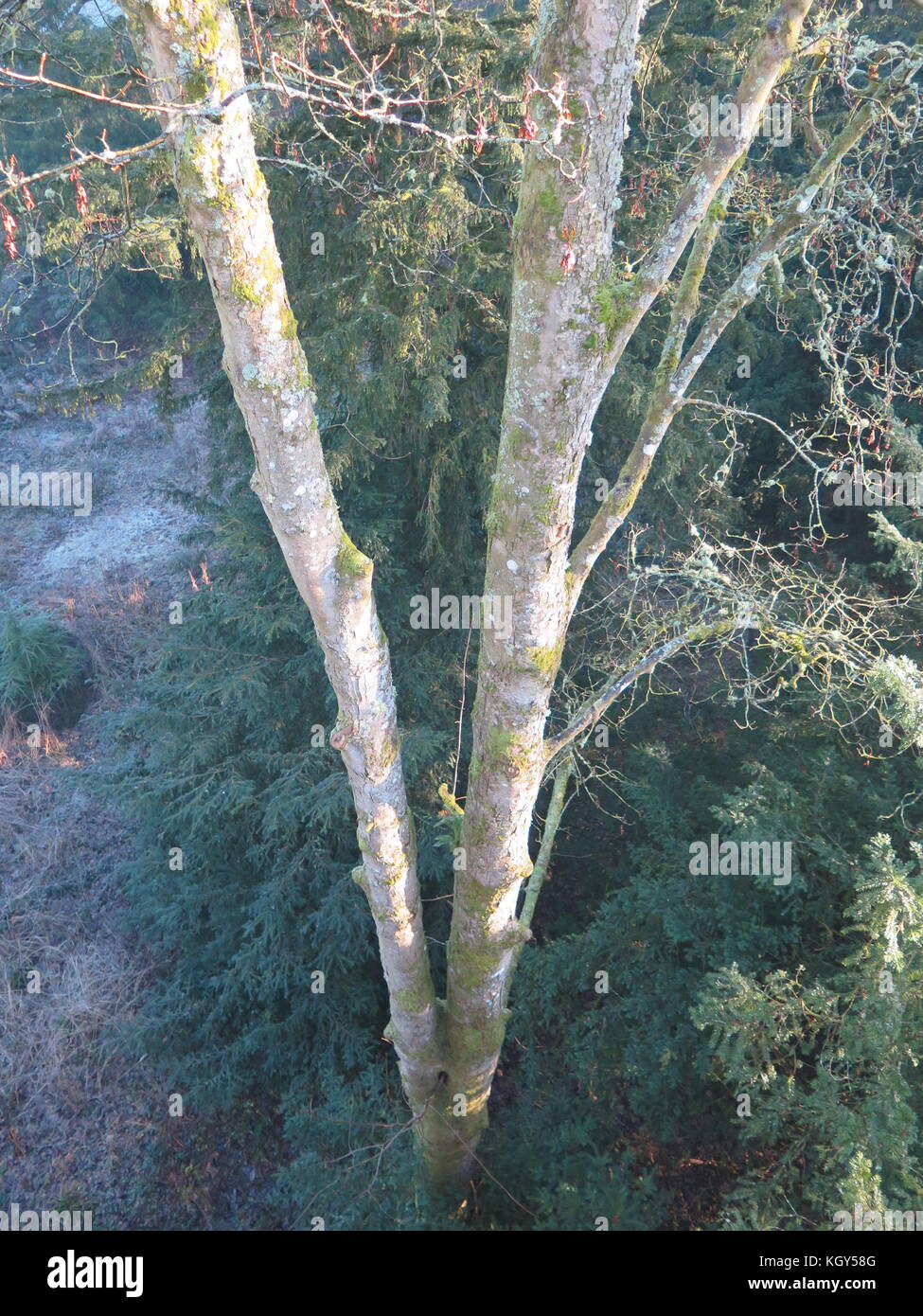 Timber canopy hi-res stock photography and images - Alamy