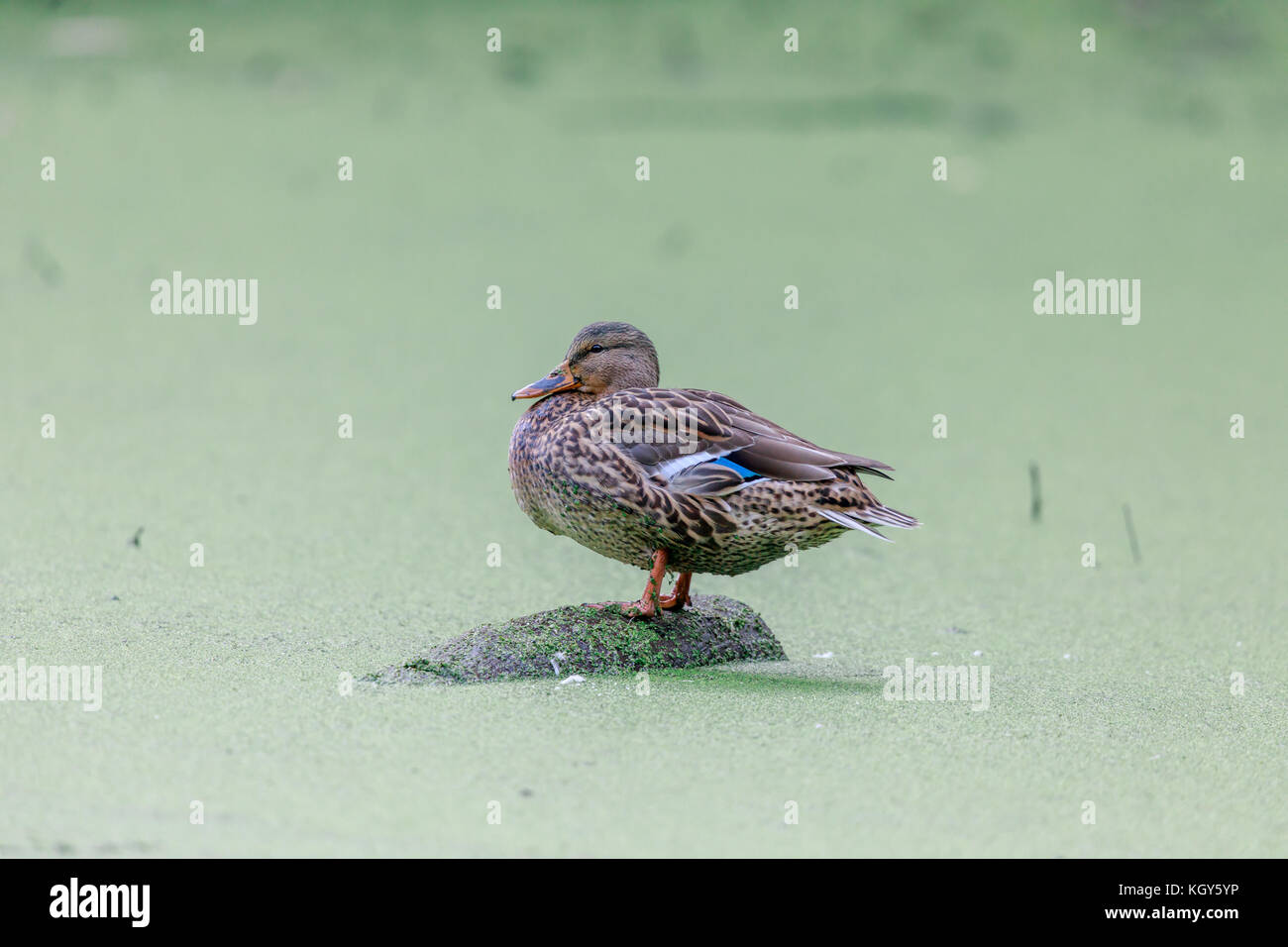 Mallard female perched in wetlands Stock Photo - Alamy