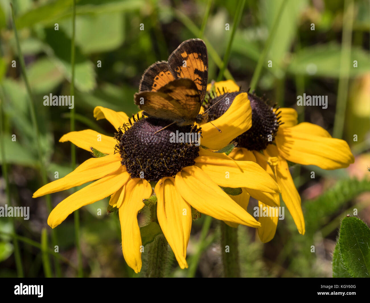 Northern crescent butterfly (Phyciodes cocyta) on a black-eyed susan ...