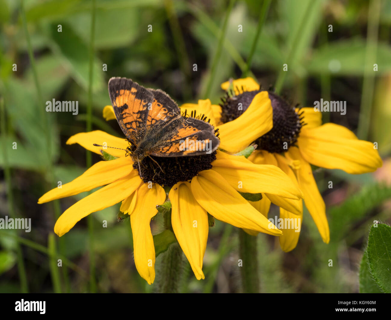 Northern crescent butterfly (Phyciodes cocyta) on a black-eyed susan ...