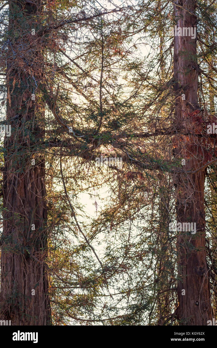 Conifer tree limbs hi-res stock photography and images - Alamy