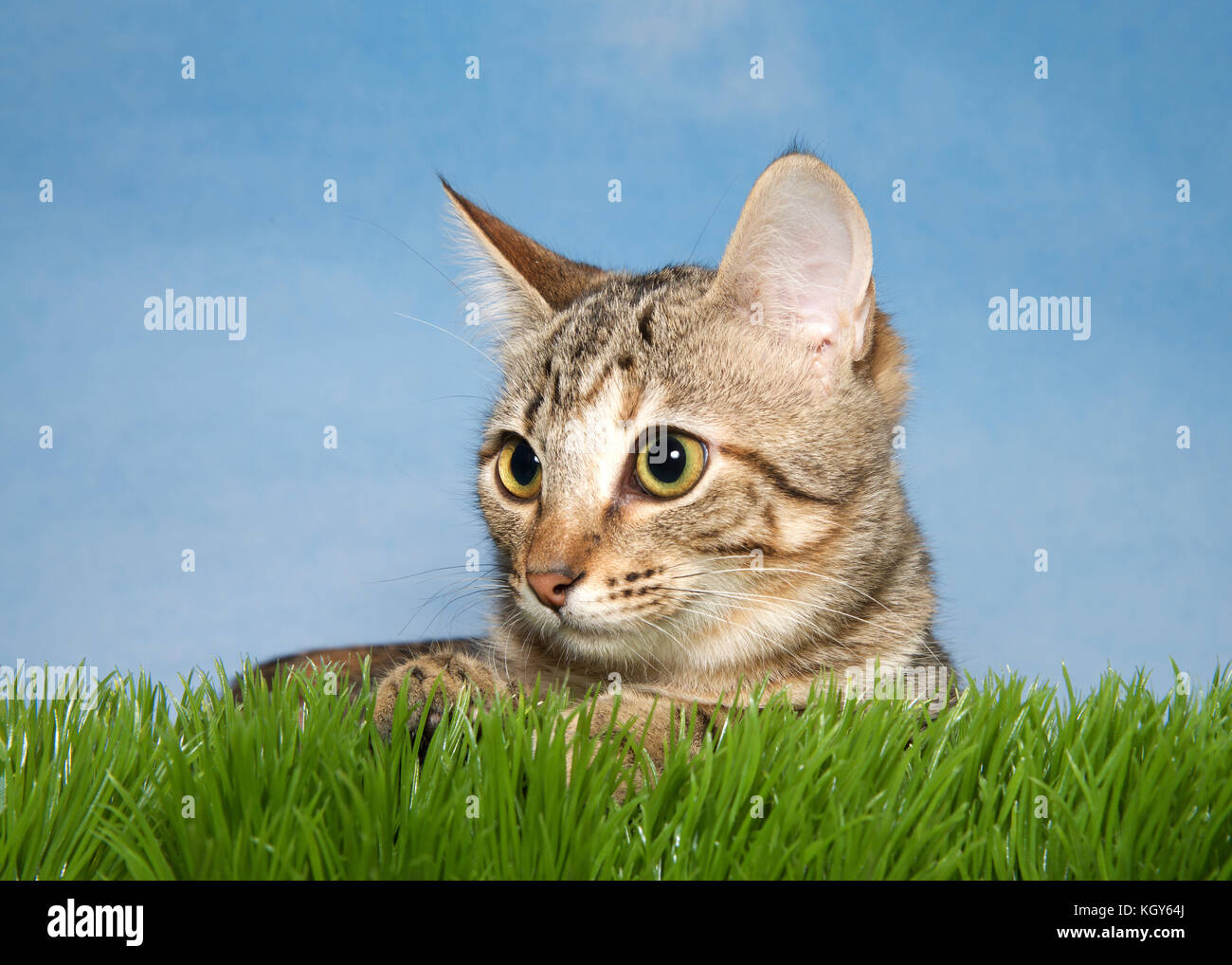 Close up portrait of a brown and tan stripped tabby kitten laying in ...