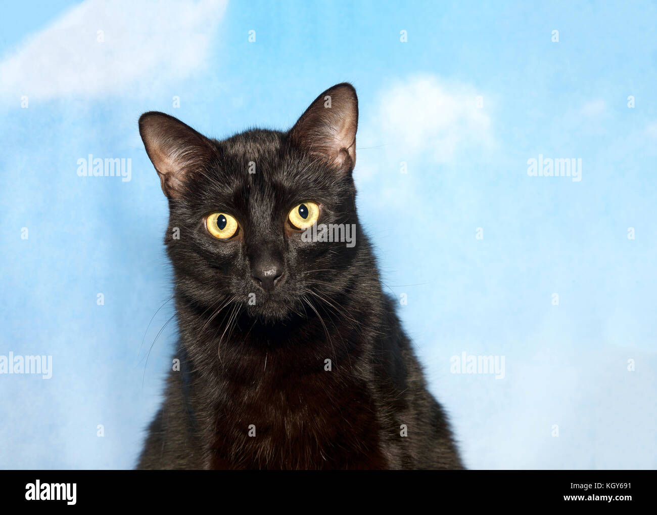 Portrait of a black cat with disbelieving expression looking directly ...