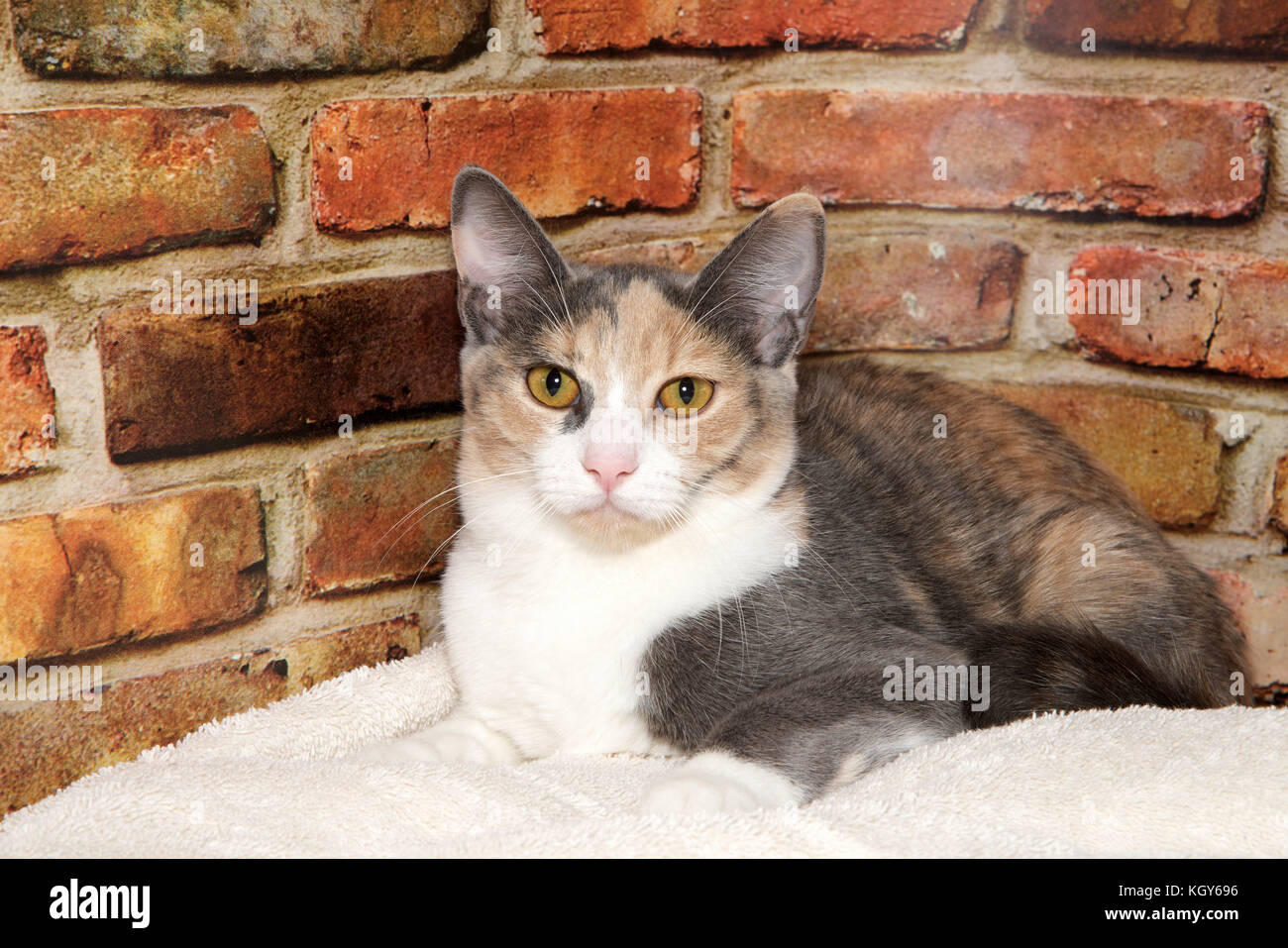 Dilute Calico Gray