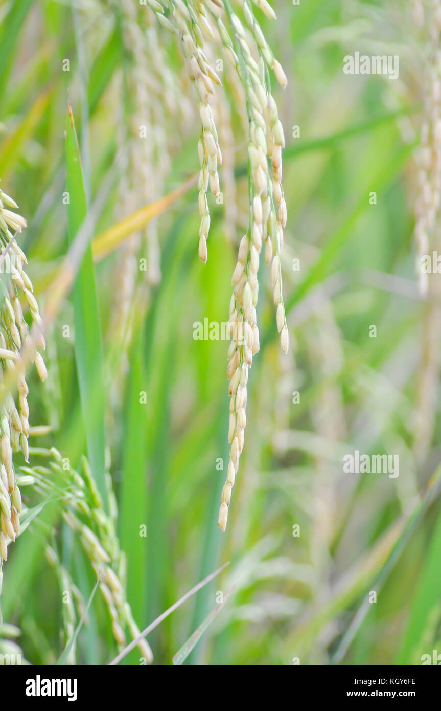 rice plant ,paddy field or rice field Stock Photo - Alamy
