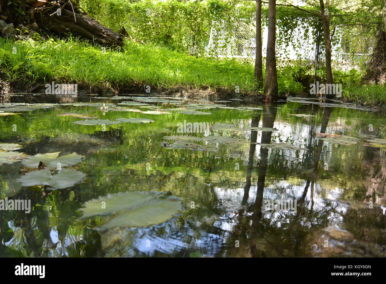Water reflection- green everywhere Stock Photo - Alamy