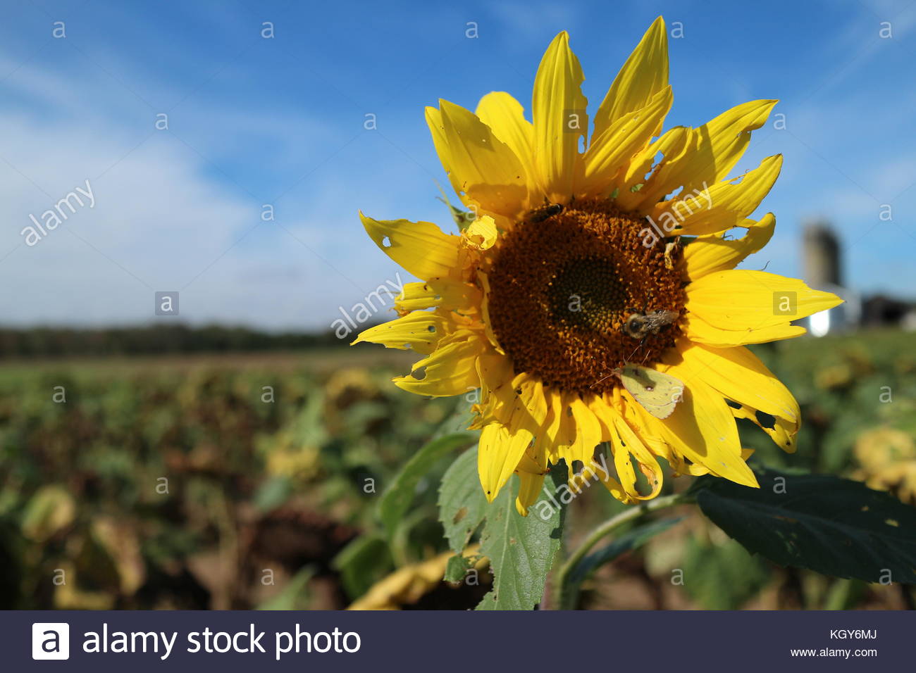 Sunflower Withering Stock Photos & Sunflower Withering Stock Images - Alamy