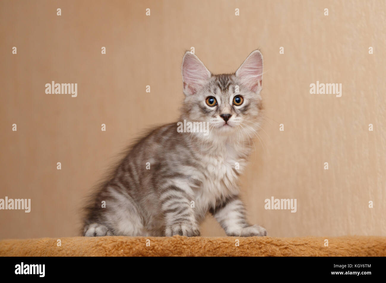 Cute little kitty Bobtail. Pets. Hypoallergenic cat breed. Portrait of ...