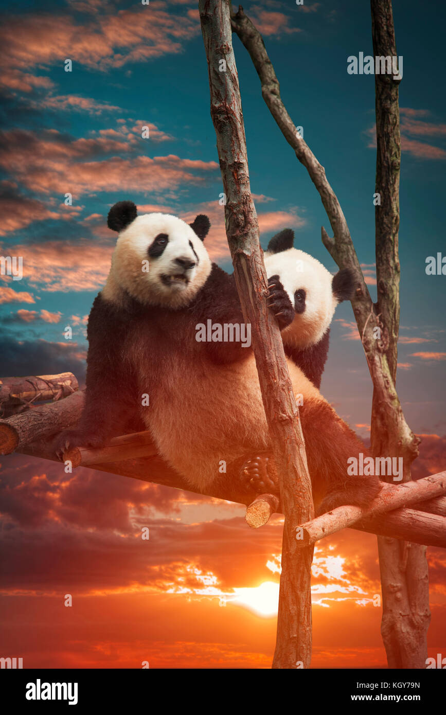 Baby chinese pandas hi-res stock photography and images - Alamy