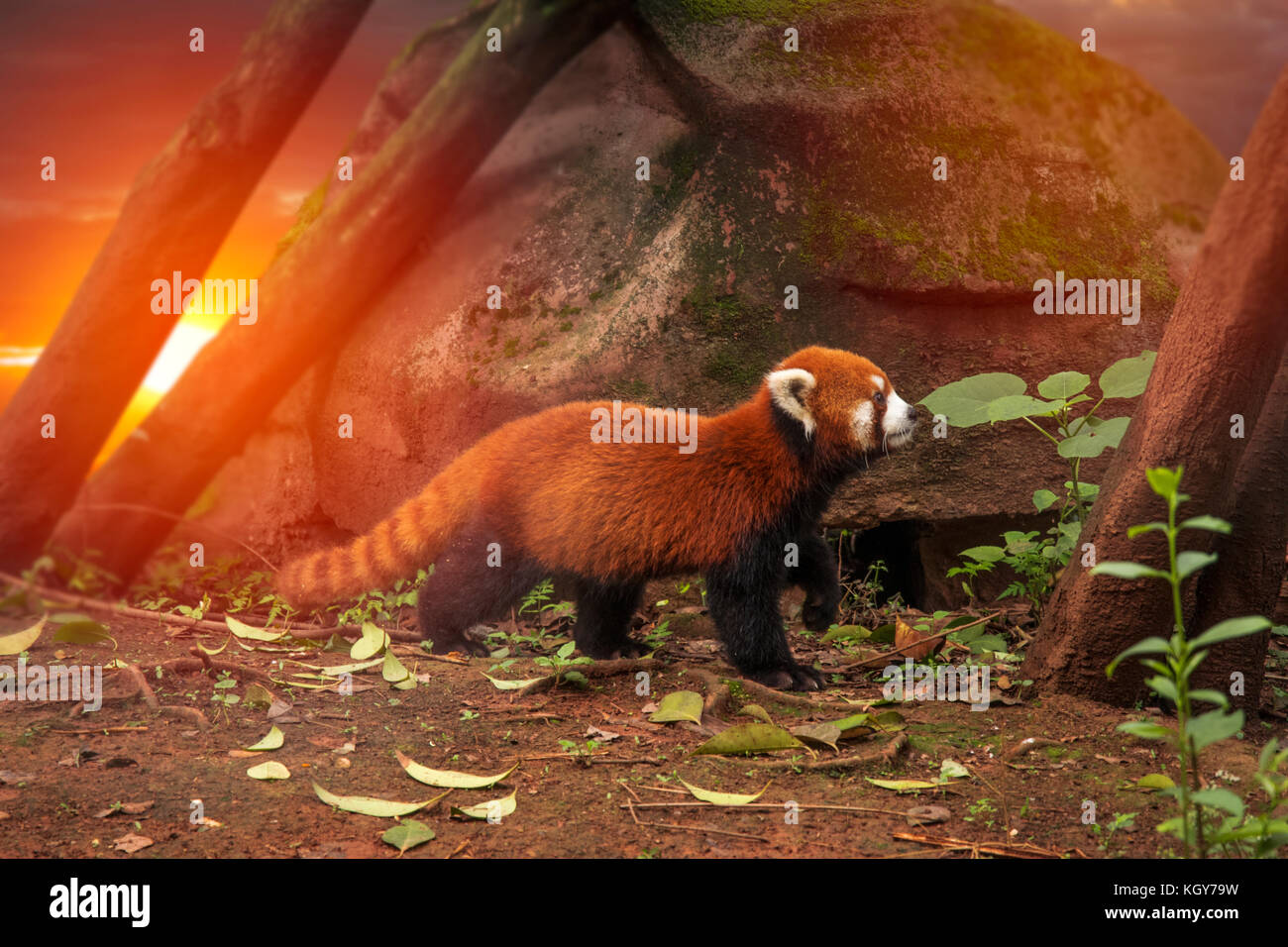 Red panda walks in the forest in China Stock Photo - Alamy