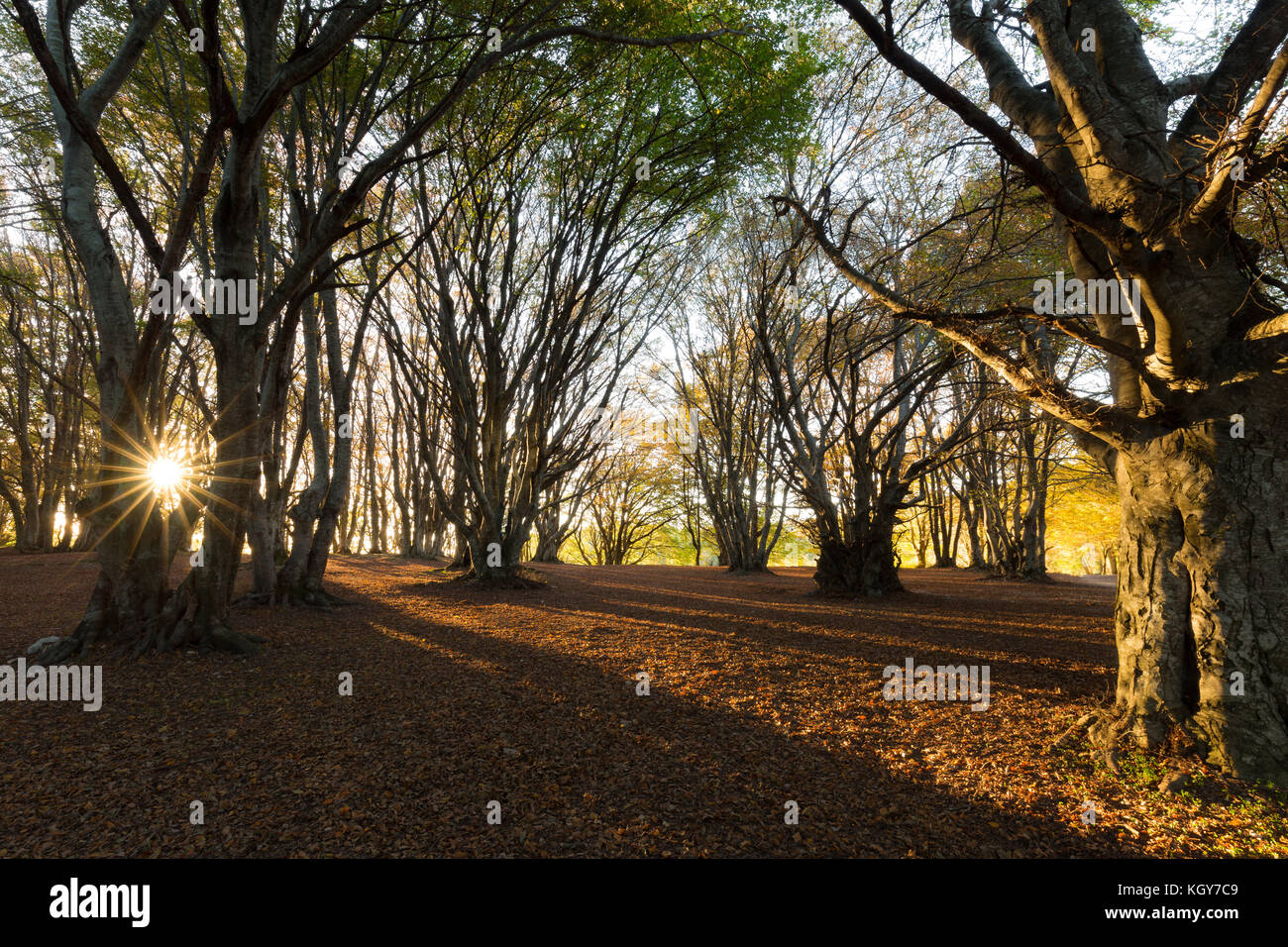 Trees in a wood at sunset with low sun filtering through and long ...