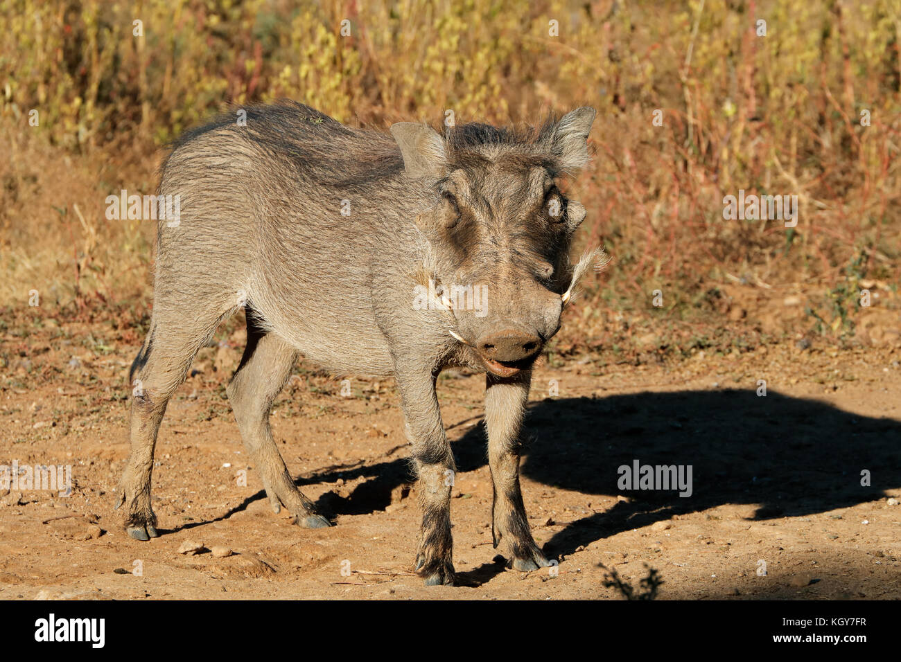 A warthog (Phacochoerus africanus) in natural habitat, South Africa ...
