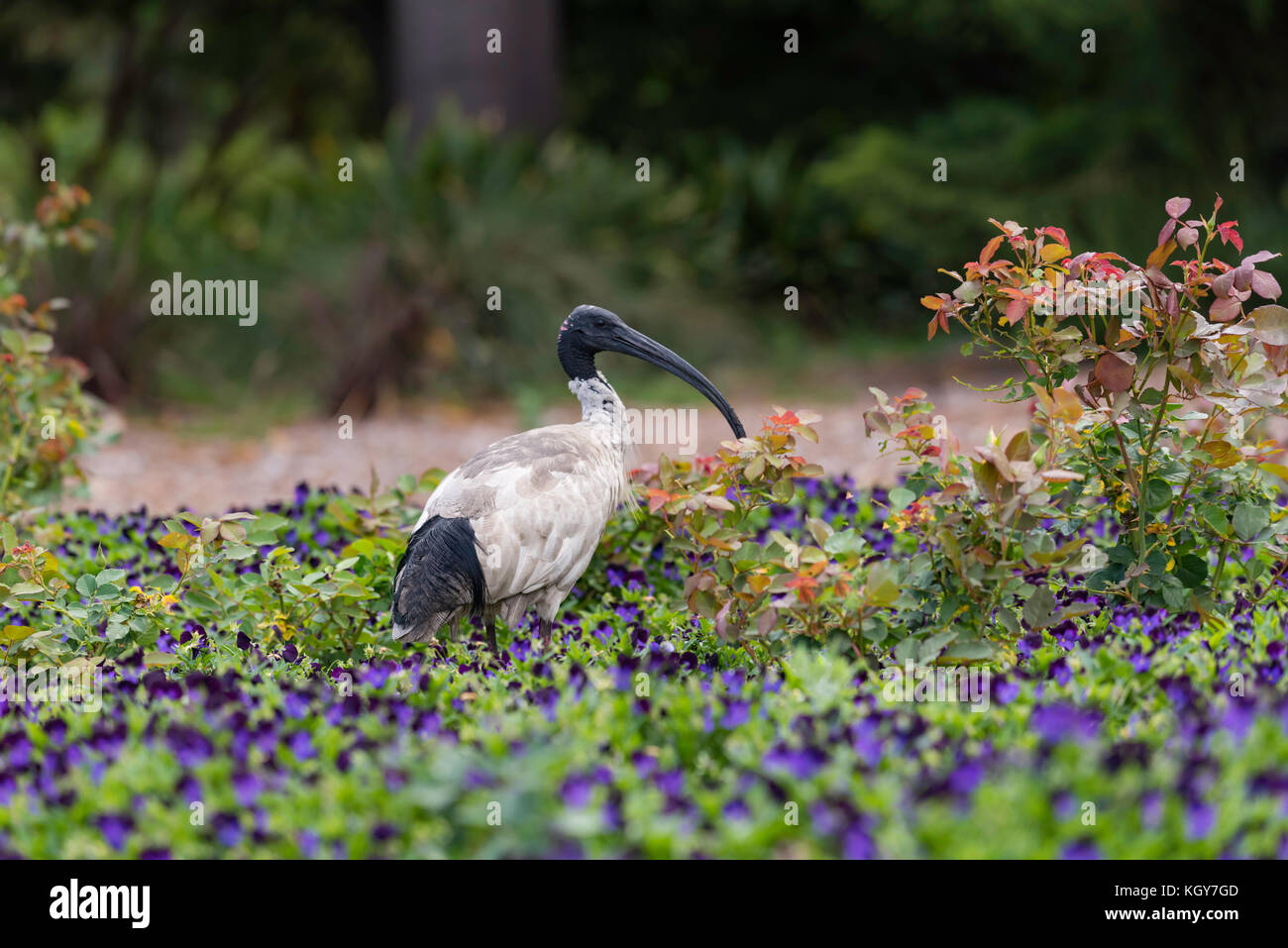 Royal botanic garden sydney ibis hi-res stock photography and images ...