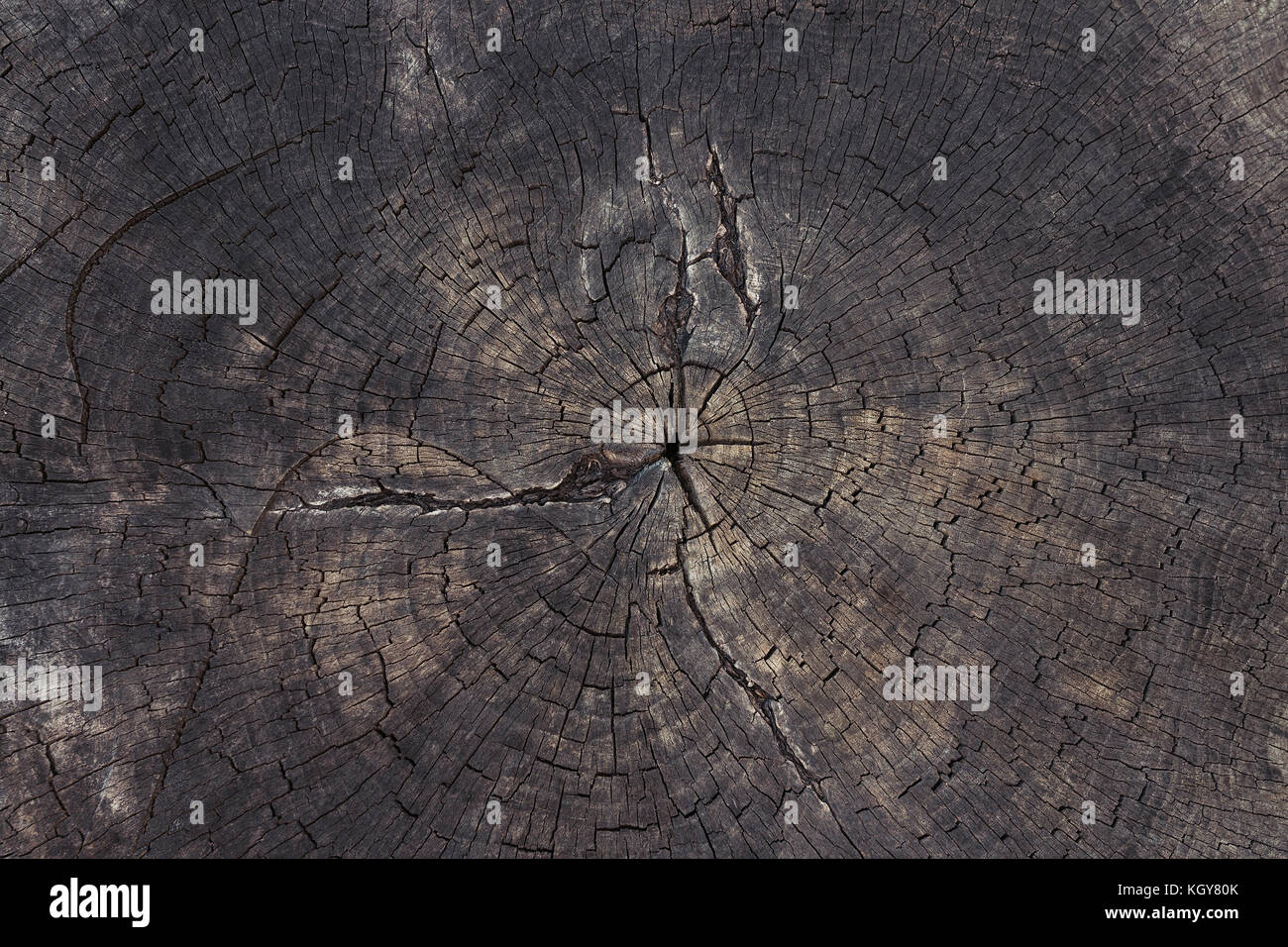 Cross section of tree stump Stock Photo - Alamy