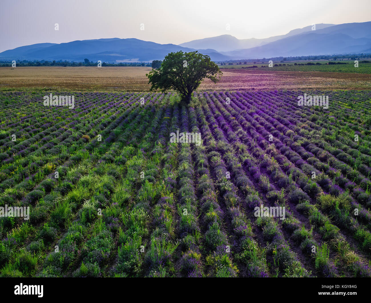 Aerial view of a landscape with lavender field Stock Photo - Alamy
