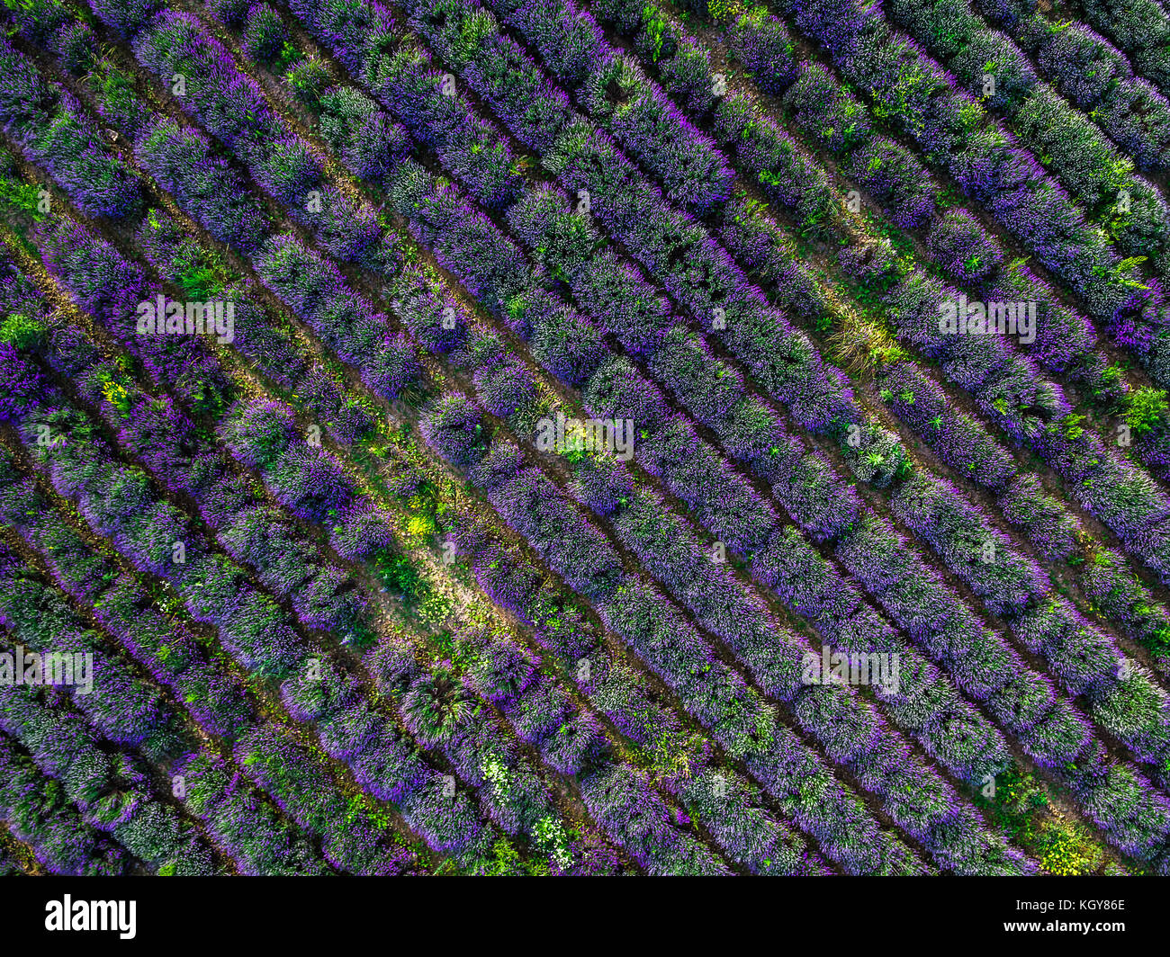 Aerial view of a landscape with lavender field Stock Photo - Alamy