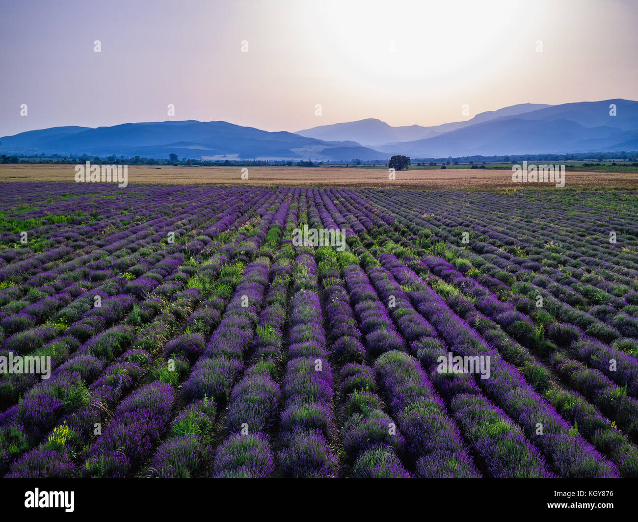 Aerial view of a landscape with lavender field Stock Photo - Alamy
