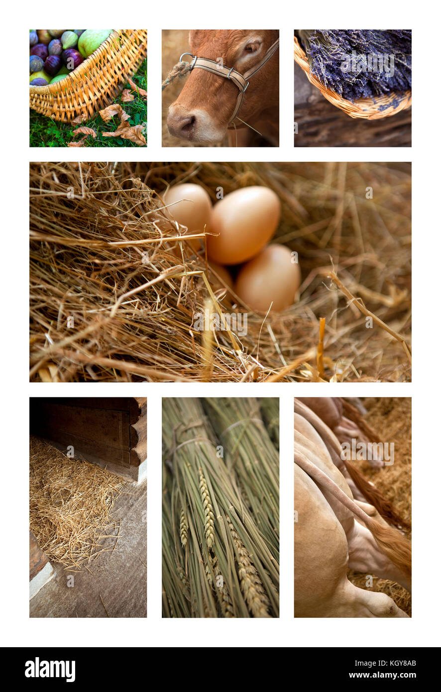 Life in the farm on a collage Stock Photo - Alamy