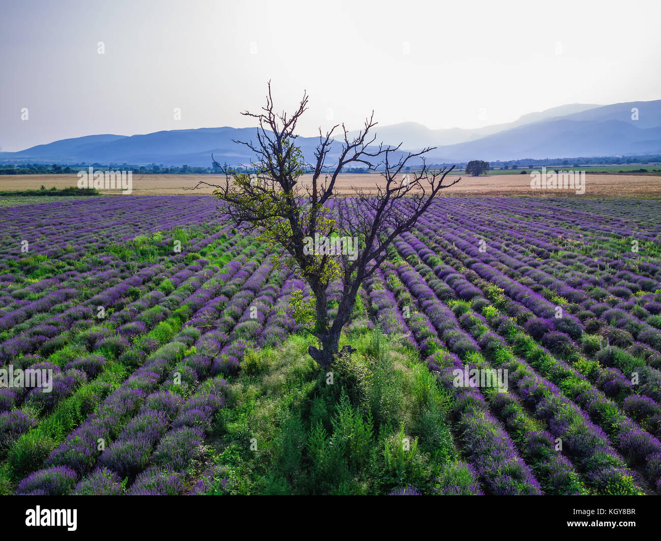 Aerial view of a landscape with lavender field Stock Photo - Alamy