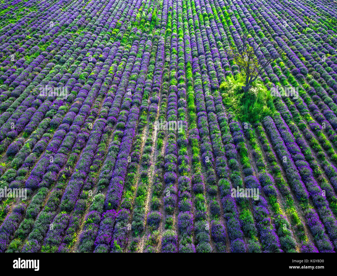 Aerial view of a landscape with lavender field Stock Photo - Alamy