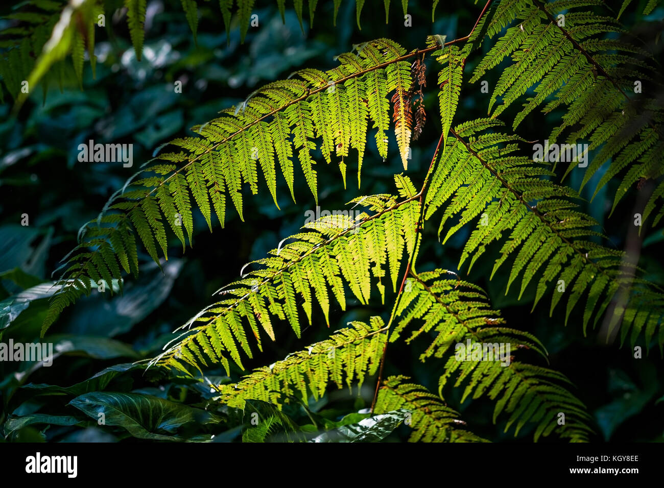 tropical palm tree during day Stock Photo - Alamy