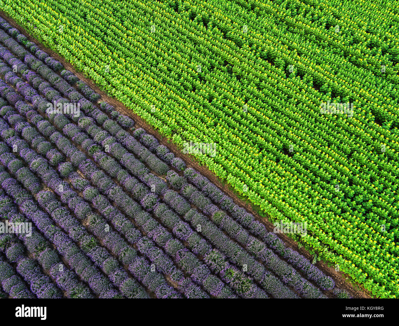 Aerial view of a landscape with lavender field Stock Photo - Alamy