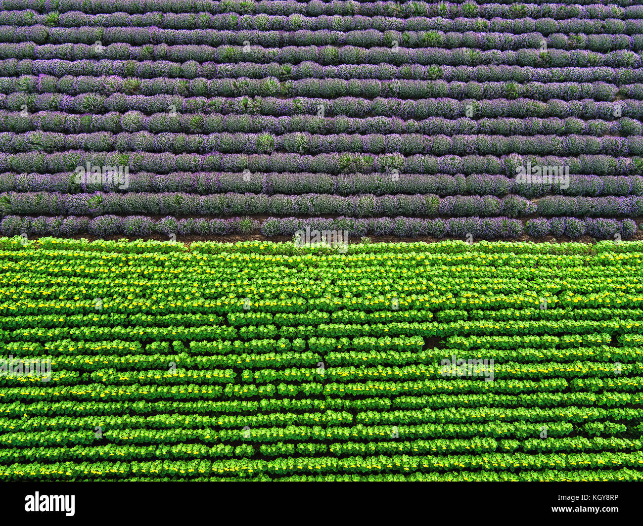 Aerial view of a landscape with lavender field Stock Photo - Alamy