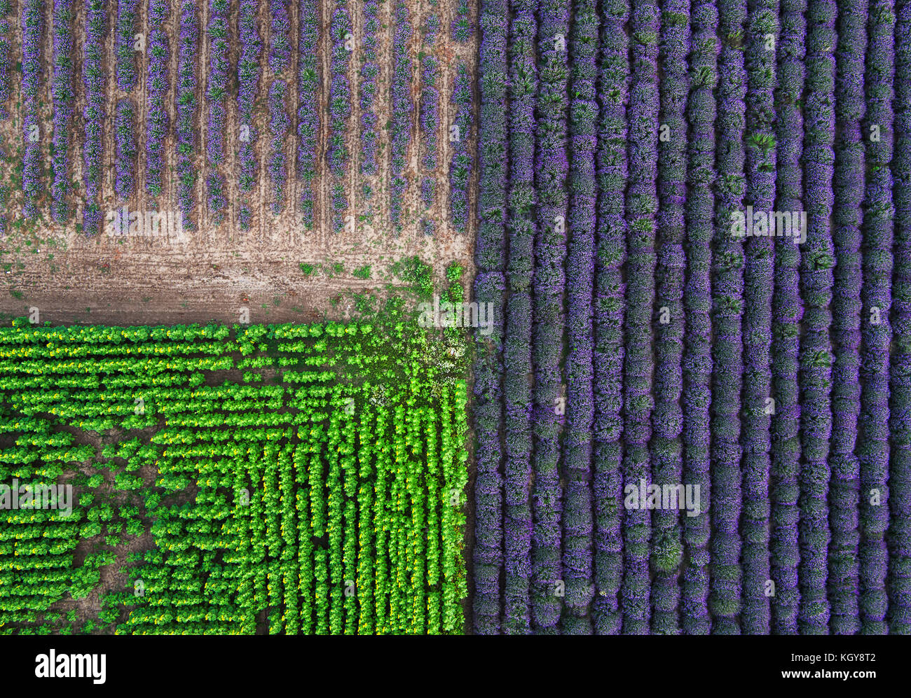 Aerial view of a landscape with lavender field Stock Photo - Alamy