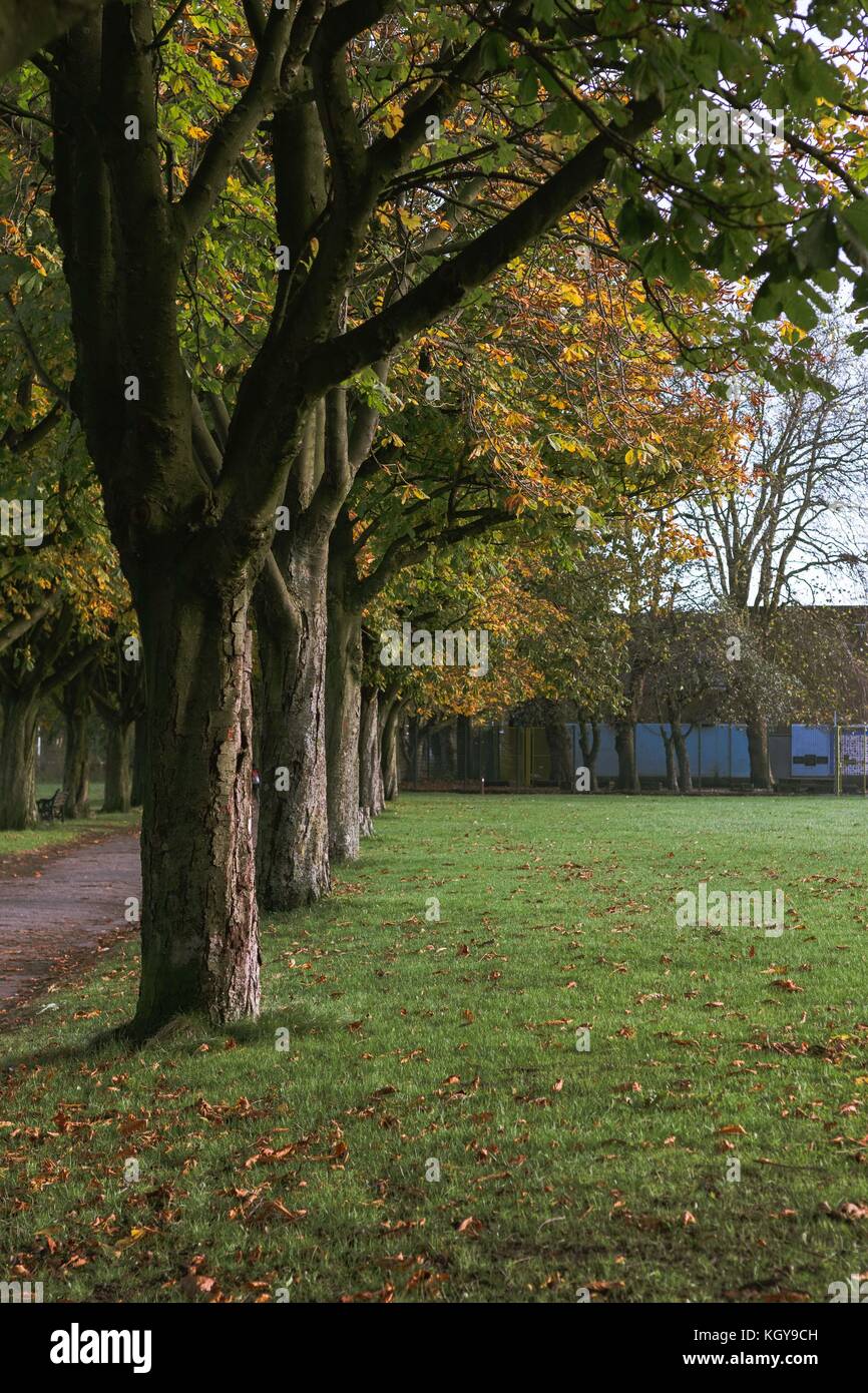 line of trees in autumn in a park Stock Photo - Alamy