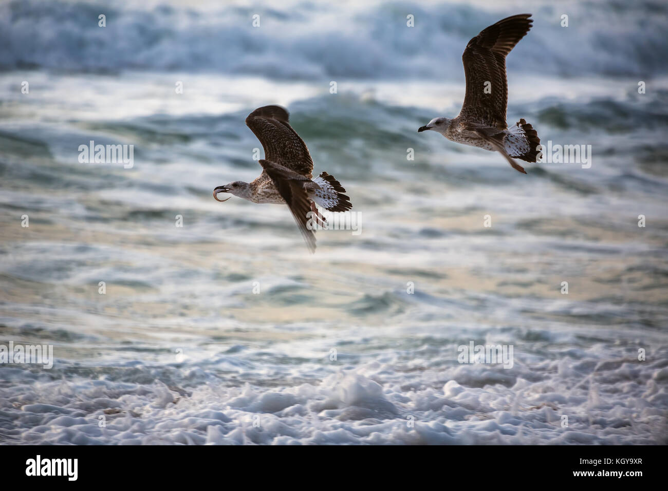 Flying seagull over the blue sea on sunrise Stock Photo - Alamy