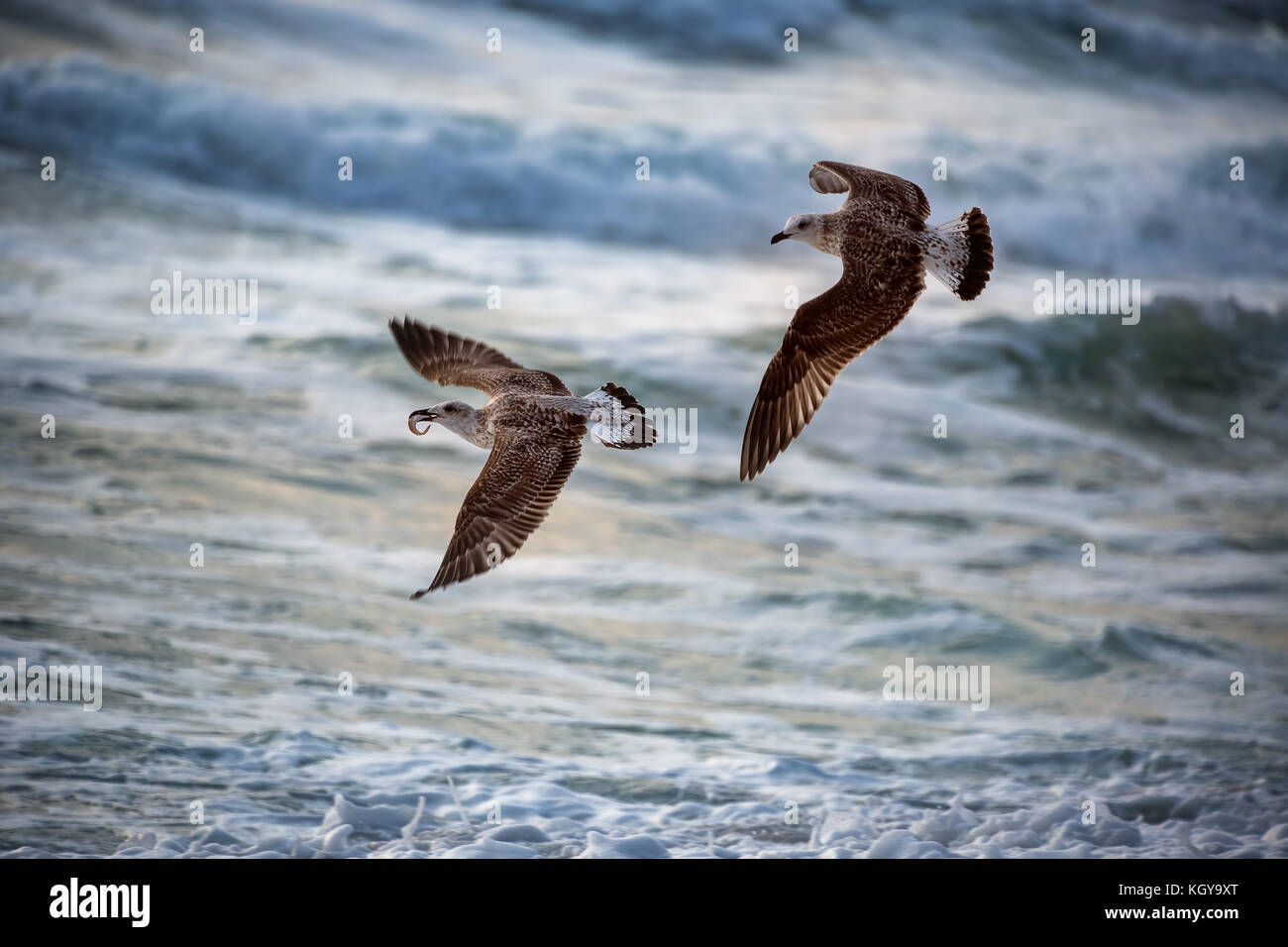 Flying seagull over the blue sea on sunrise Stock Photo - Alamy