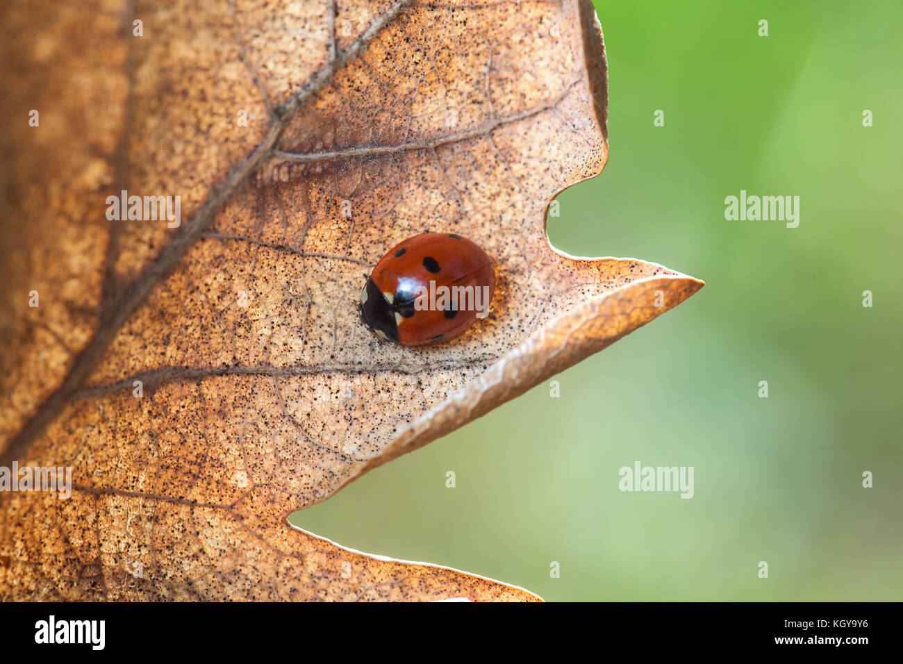Ladybug on leaf, closeup Stock Photo - Alamy