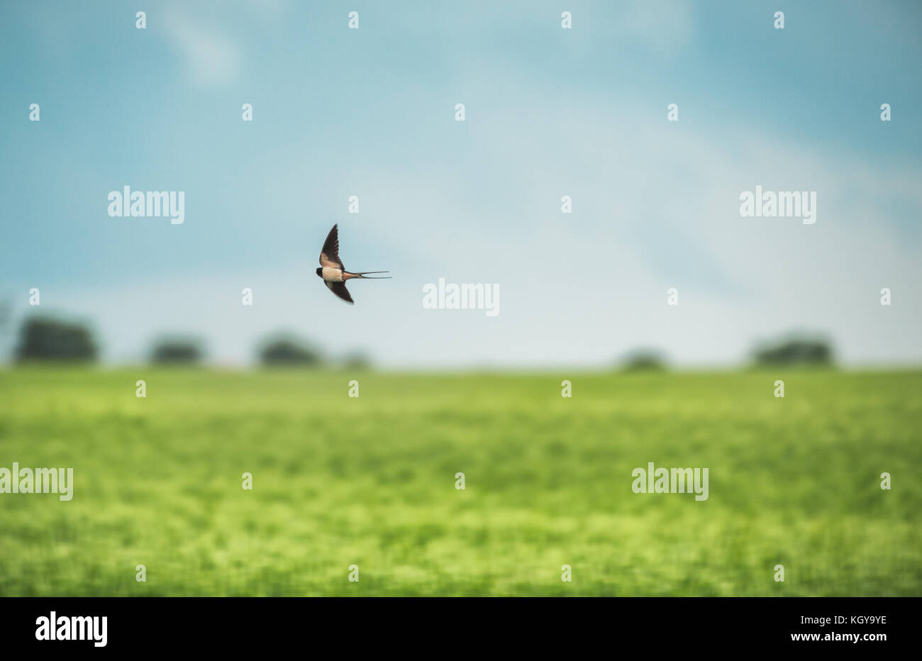 Barn swallow flight hi-res stock photography and images - Alamy