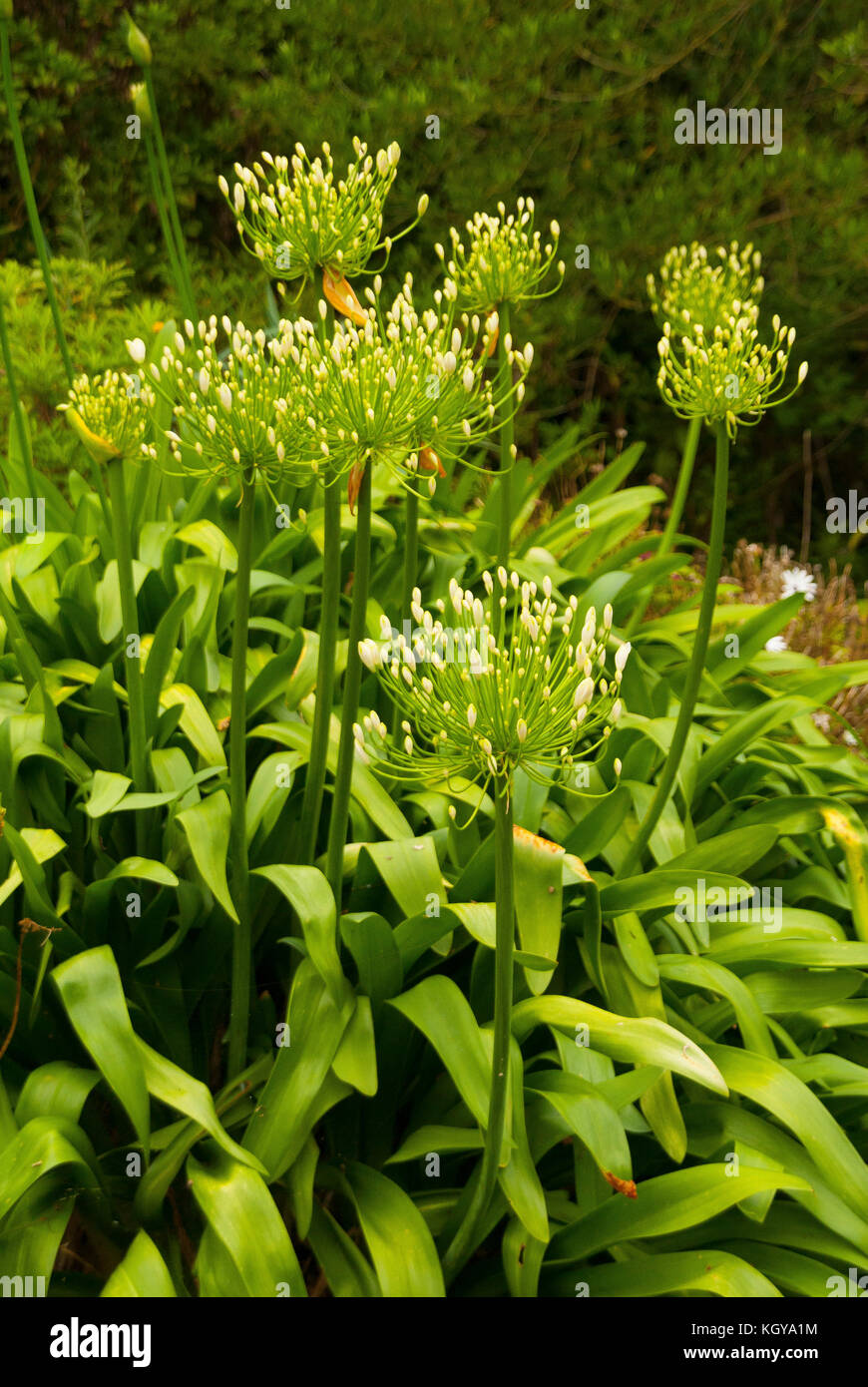 Botanical Gardens showing displays of growth and colour Stock Photo - Alamy
