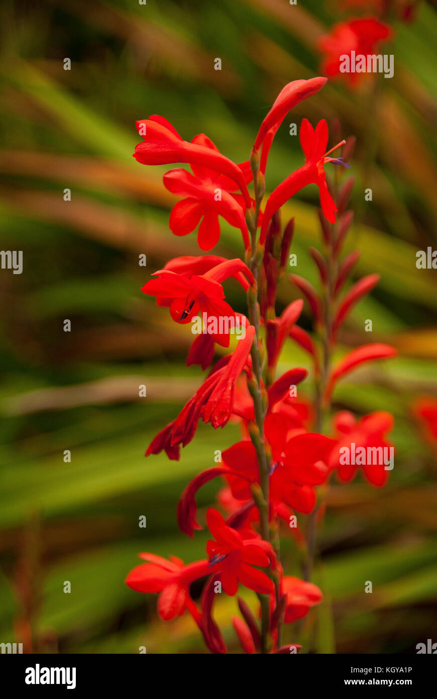 Botanical Gardens showing displays of growth and colour Stock Photo - Alamy