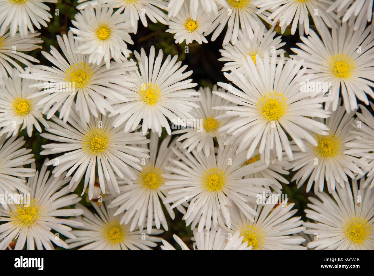 Botanical Gardens showing displays of growth and colour Stock Photo - Alamy