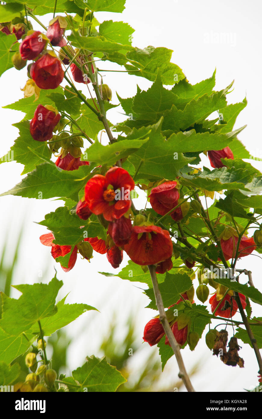 Botanical Gardens showing displays of growth and colour Stock Photo - Alamy