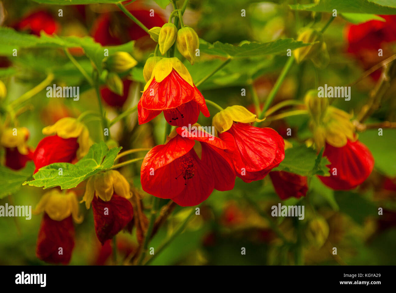 Botanical Gardens showing displays of growth and colour Stock Photo - Alamy