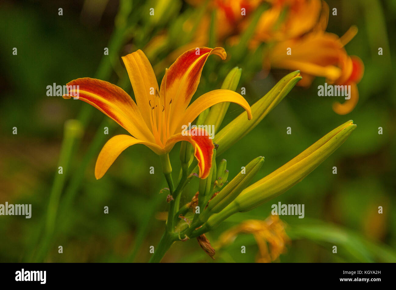 Botanical Gardens showing displays of growth and colour Stock Photo - Alamy