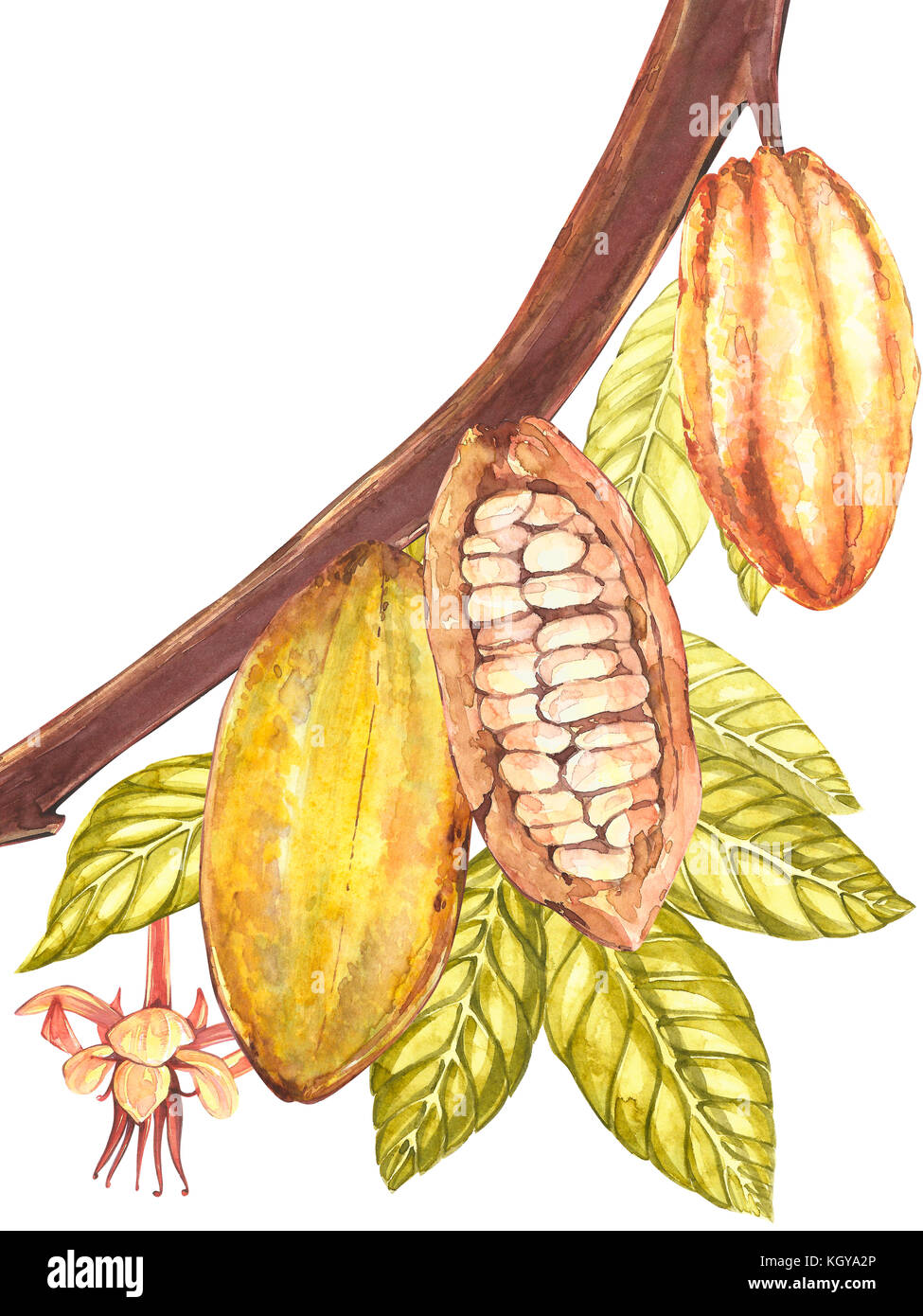 Set of botanical illustration. Watercolor cocoa fruit collection ...