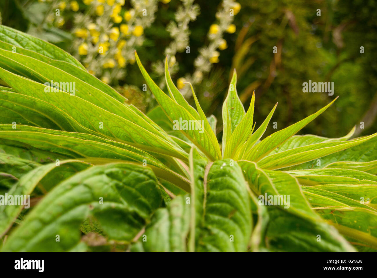 Botanical Gardens showing displays of growth and colour Stock Photo - Alamy