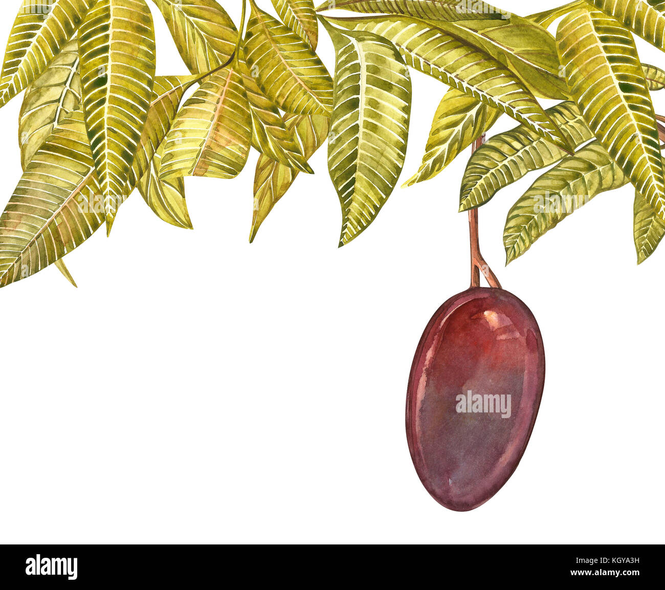 Mango tree, flowers vintage design template. Watercolor botanical ...