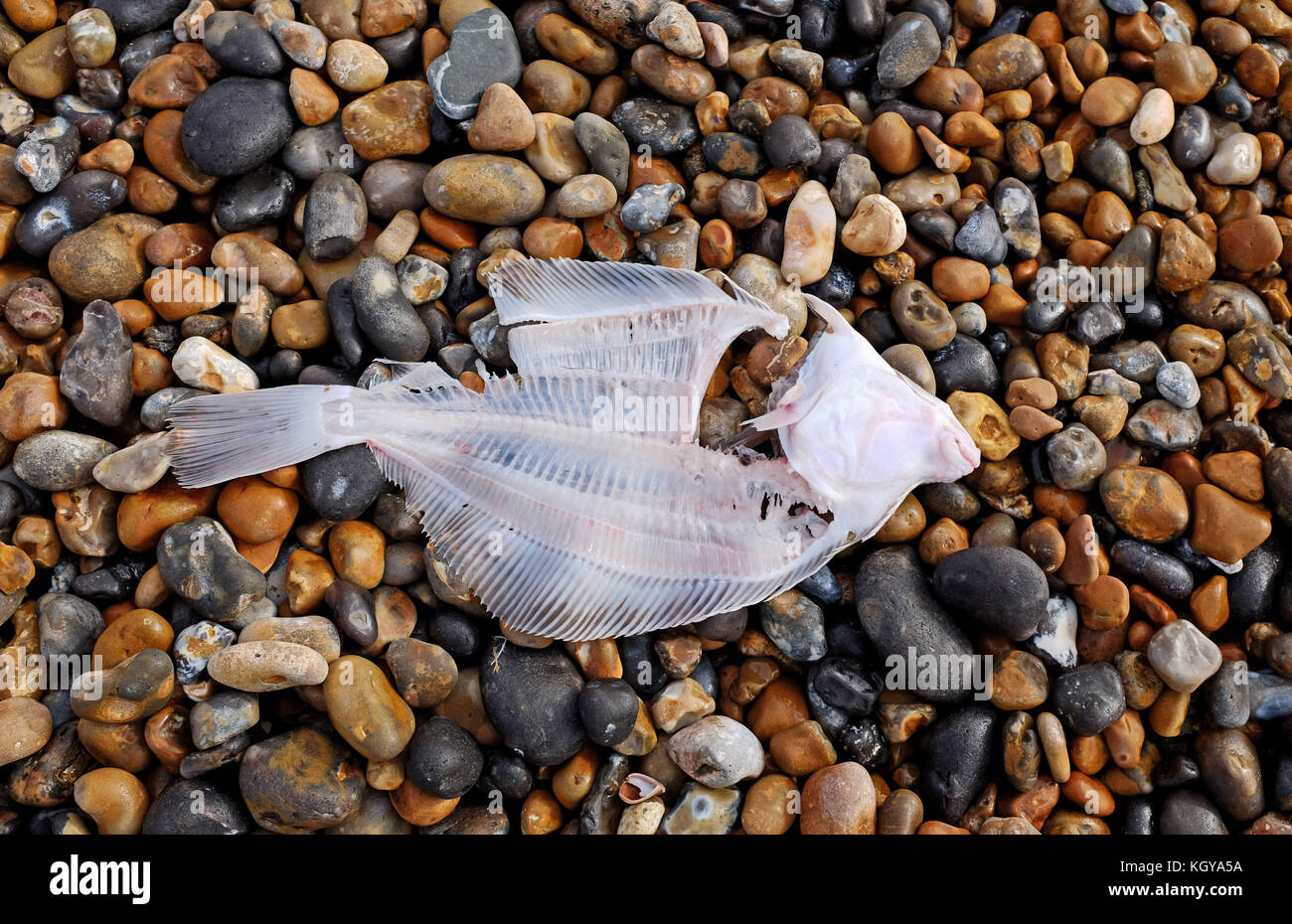Strange fish hi-res stock photography and images - Alamy