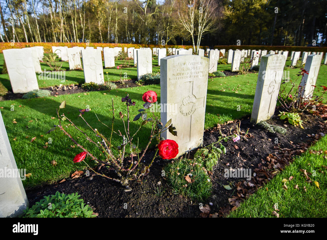 Roses planted next to gravestones in memory of fallen soldiers from the ...