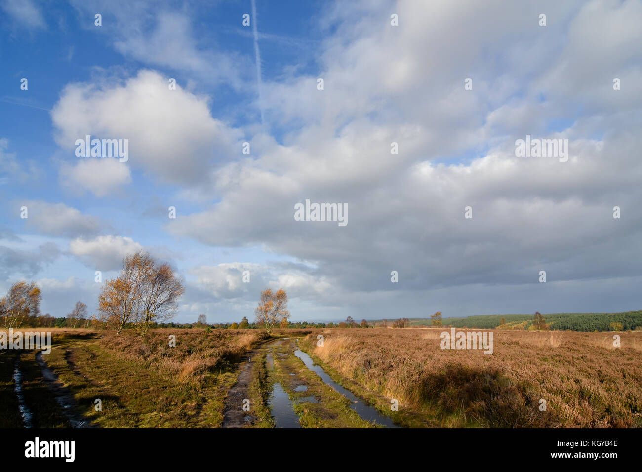 Cannock chase wildlife hi-res stock photography and images - Alamy